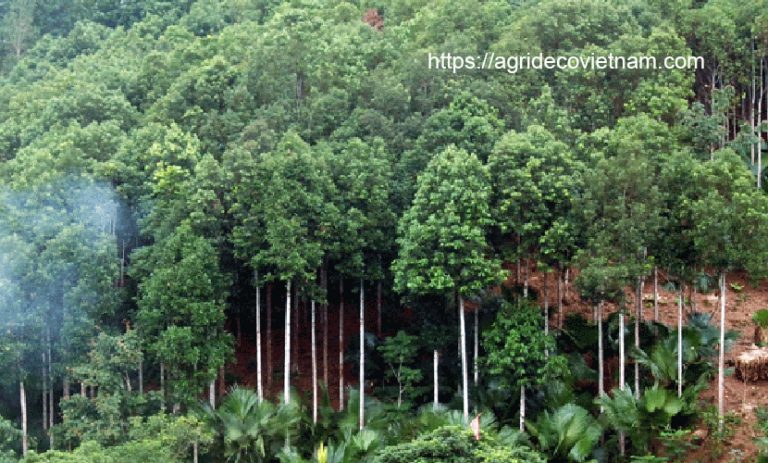 Vietnamese cassia - poor eradication tree in the border area of Quang ...