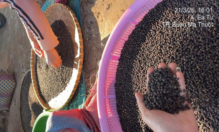 Tightening supply puts upward pressure on Vietnam's pepper prices in ...
