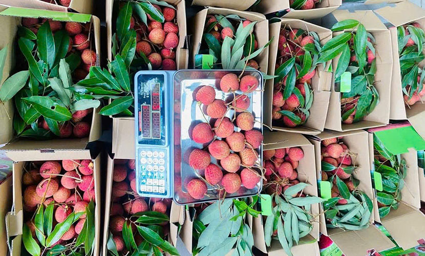 Bắc Ninh: Early-season lychees fetch high prices, exported to many high ...